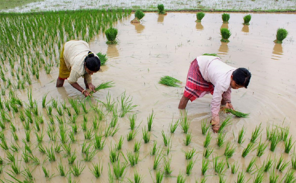 Increase in Kharif sowing – Will it be boon or bane for farmers?