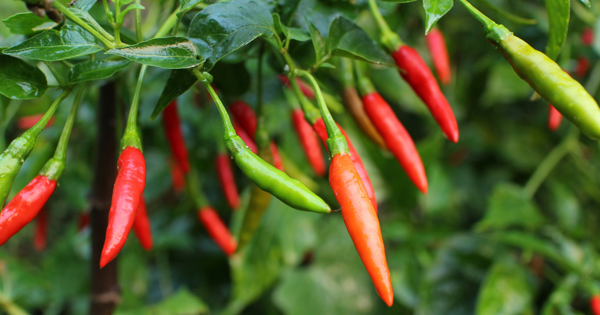 Chilli production under threat of thrips: Need for a holistic strategic ...
