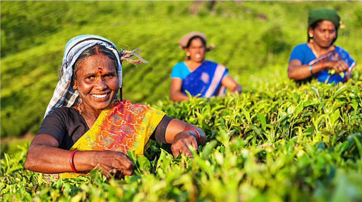 Unearthing Melodies of Agribusiness