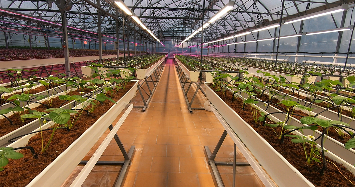 Accelerating crop improvement: The power of integrated speed breeding